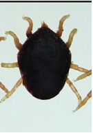 Current Trends in Entomology and Zoological Studies - Recent Articles